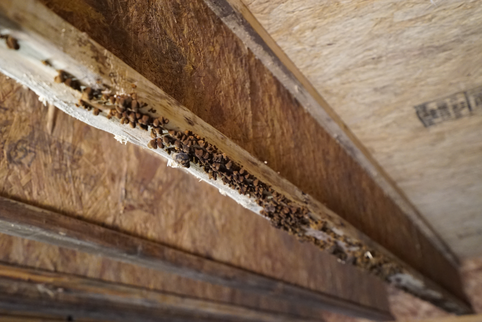 Wood Rot Versus Mold: What’s the Difference?