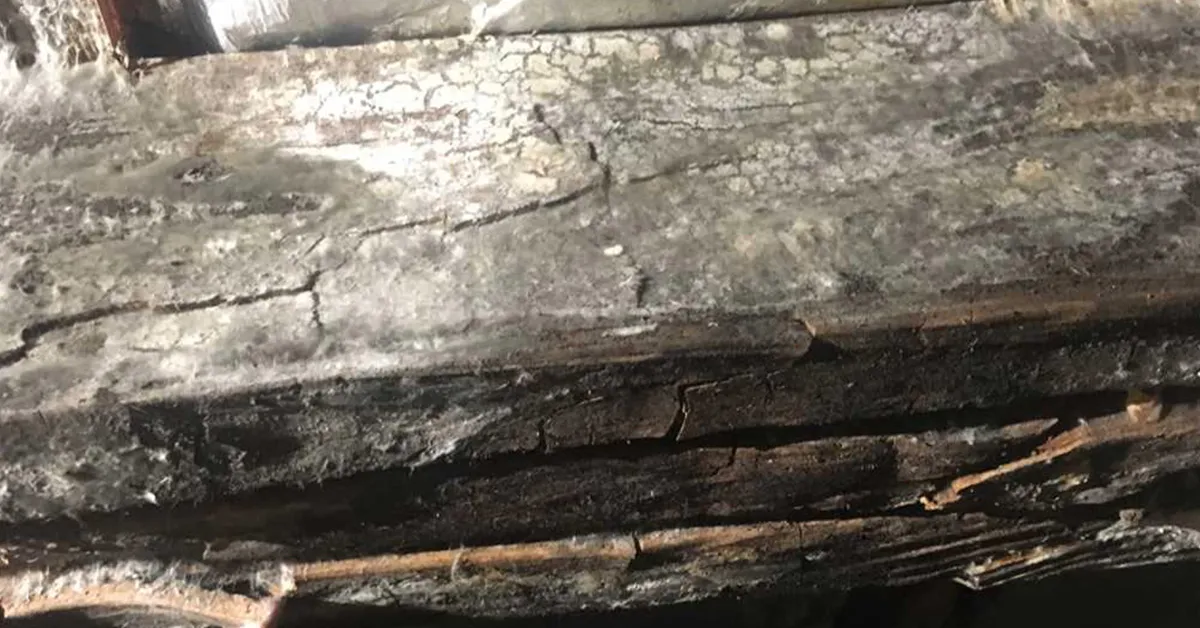 Wood Rot Vs. Mold: What’s the Difference? - Foundation Recovery Systems